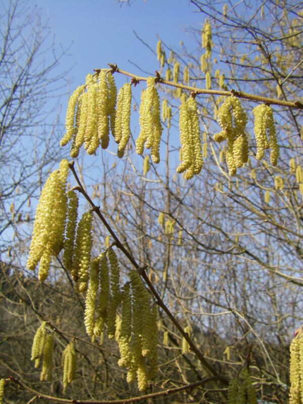 Naturtipp: Der Haselstrauch - ein Frühlingsbote