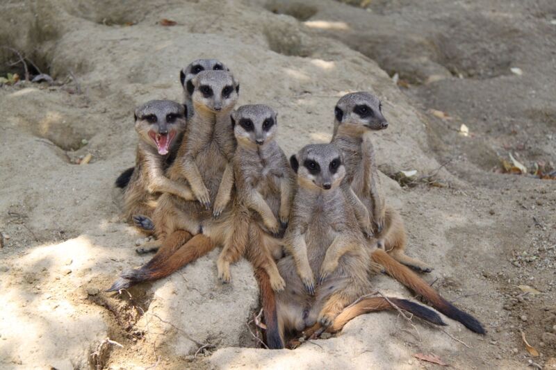 Linzer Zoo freut sich erneut über Besucherrekord im Jahr 2019