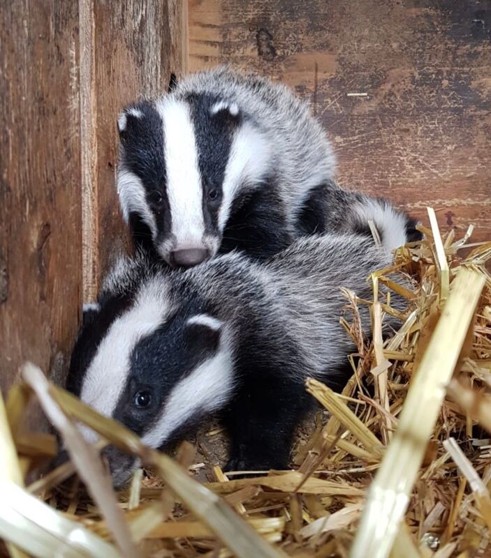 Leserfotos: Dachsbabys gerettet