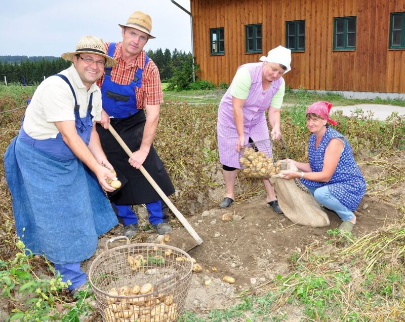 Erdapfel-Fest: Wie’s früher war
