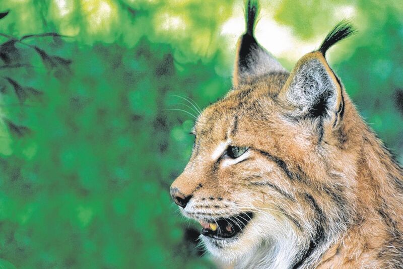 Luchse - Naturschutz beginnt im Kopf