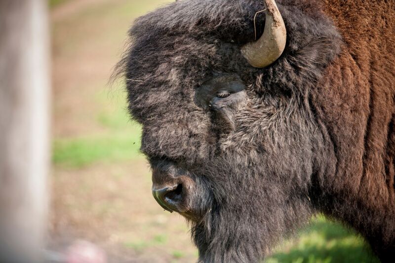 Country-Weekend: Der Bison tanzt in Mitterschlag