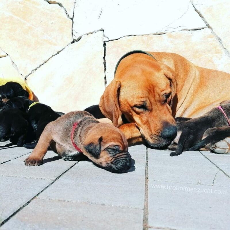 Vielfalt am Hof: Gabriel Rauch aus Neumarkt züchtet am liebsten ...