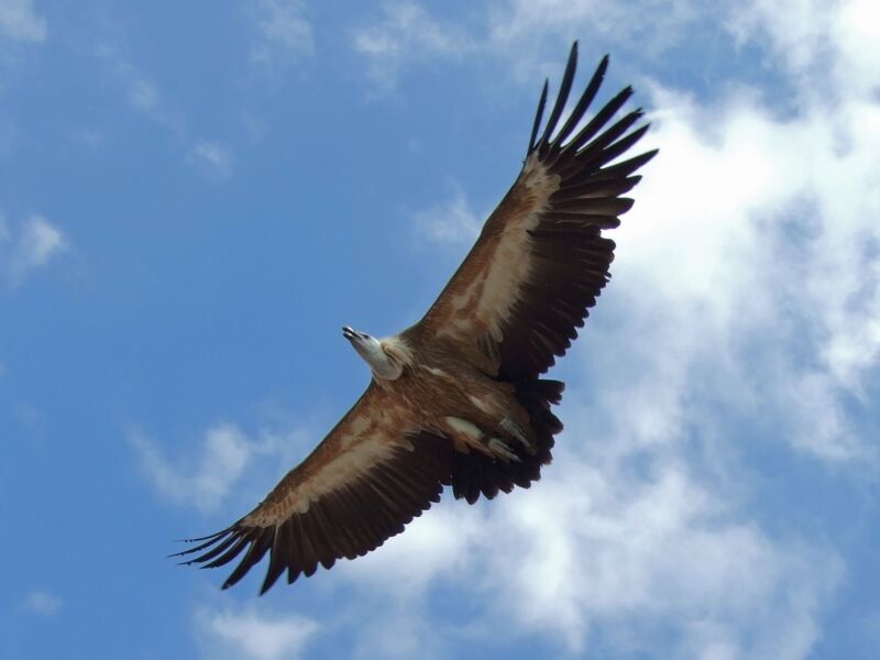 Pleitegeier im Tiefflug: Im Bezirk Kirchdorf gab's heuer viele Insolvenzen
