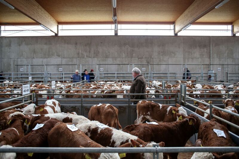 Billigfleisch aus dem Ausland setzt heimische Fleischindustrie unter Druck