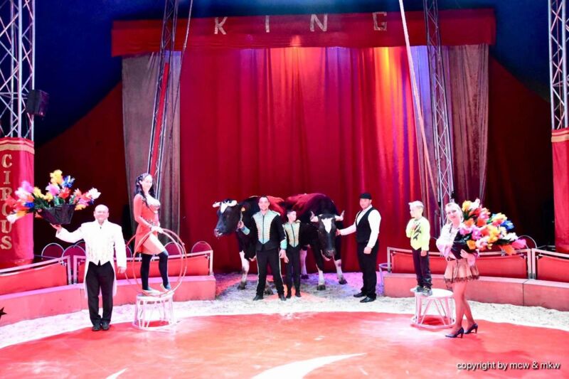 Circus King kommt nach Linz