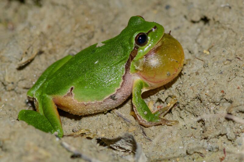 Neuer Lebensraum für Amphibien