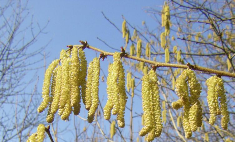 Naturtipp: Der Haselstrauch - ein Frühlingsbote